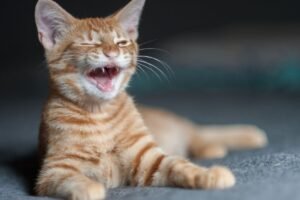 41 piadas engraçadas para morrer de rir