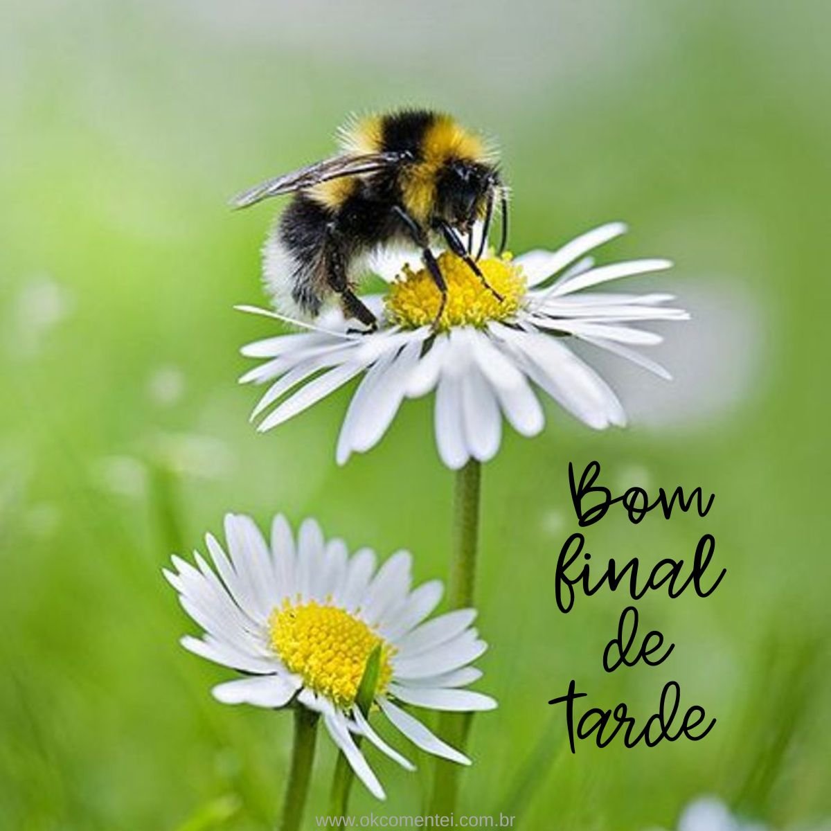 21 imagens de bom final de tarde para compartilhar no WhatsApp