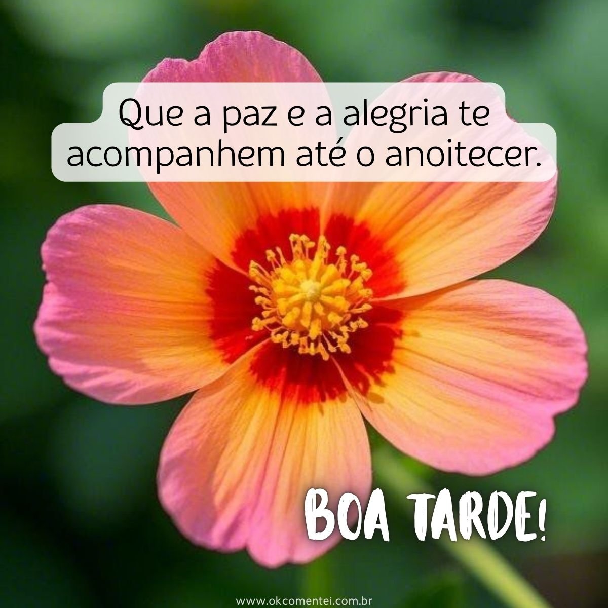21 mensagens de boa tarde com flores para encantar o dia de alguém
